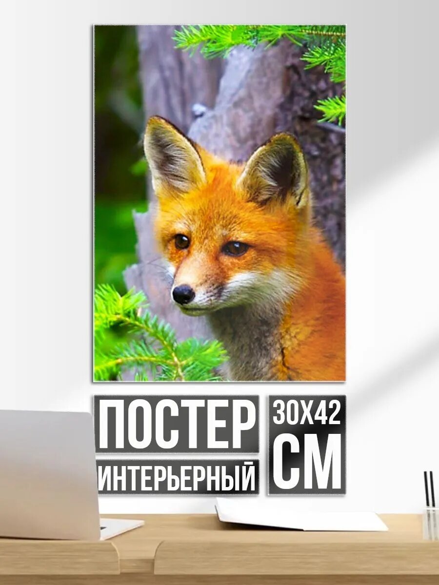 Постер на стену Молодая рыжая лиса