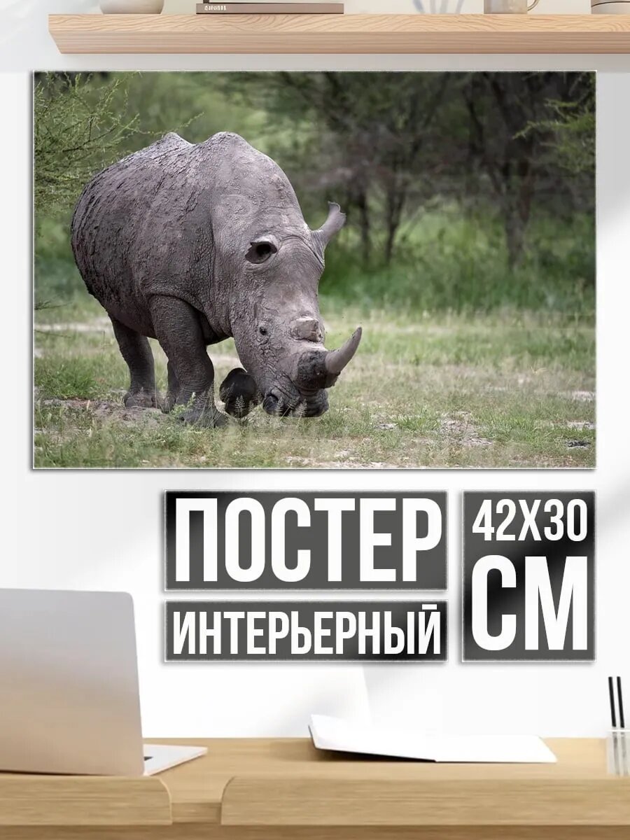Плакат постер Носорог в саванне