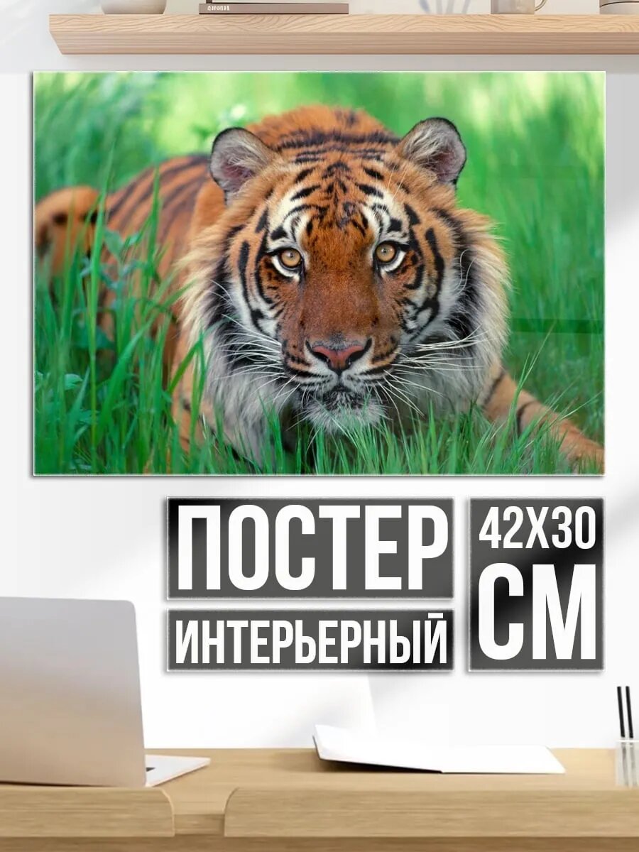 Плакат постер Тигр в траве