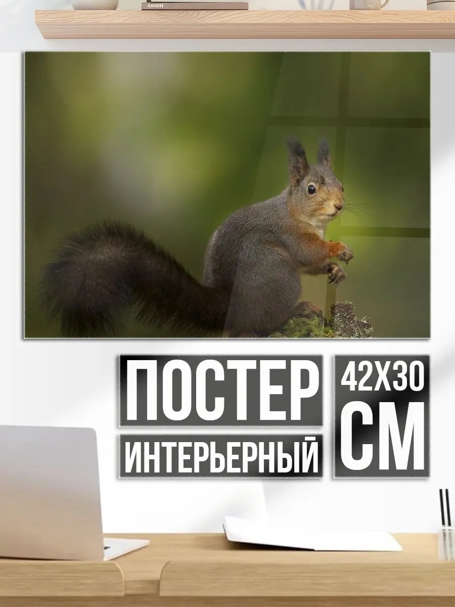 Плакат постер рыжая белка ест