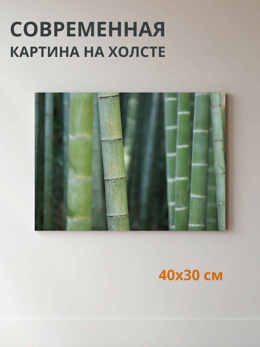 Картина на холсте Бамбук 40x30 см