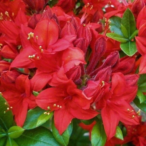 Азалия Кросватер Ред (Crosswater Red) (красная) - 40-60, Контейнер: С7,5