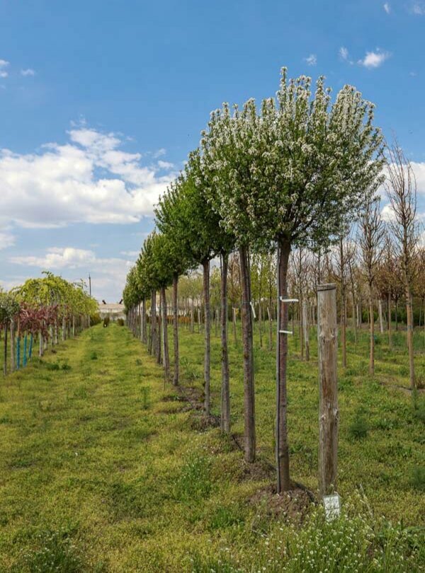 Вяз малый Умбракулифера (Umbraculifera), штамб 200, шар 100, обхват 8-10, С90