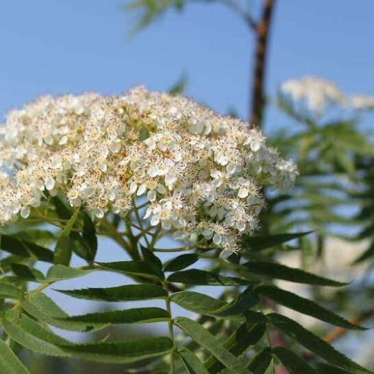 Рябина Пинк Рэд Тип (Pink Red Tip), 300-350, С32