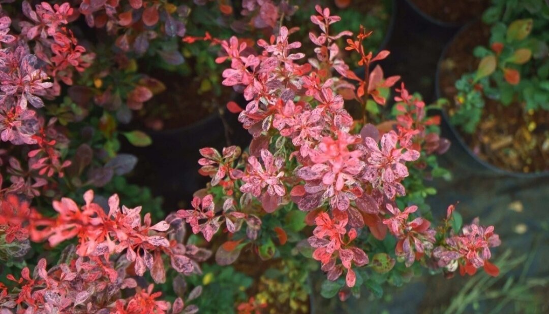 Барбарис тунберга Рози Рокет (Rosy Rocket), 40-60, C5/7.5