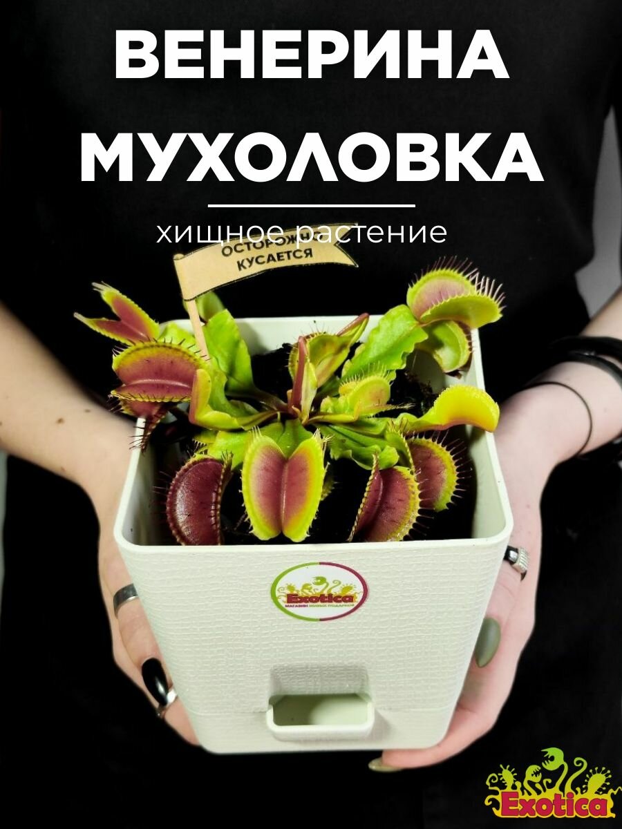 Венерина Мухоловка, Дионея и пластиковый горшок 1л для хищных растений