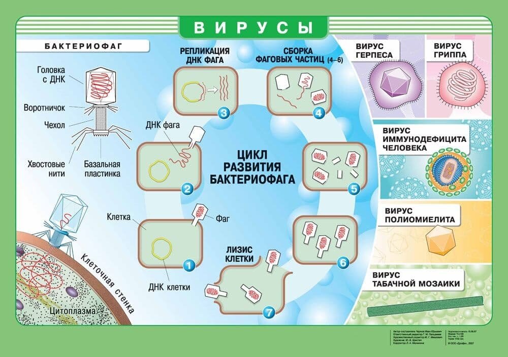 Плакат двухсторонний "Вирусы / Метаболизм" (65х93см, лам.)