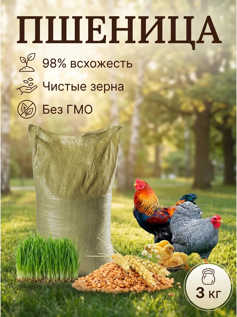 Пшеница зерно отборная крупная чистая 3 кг