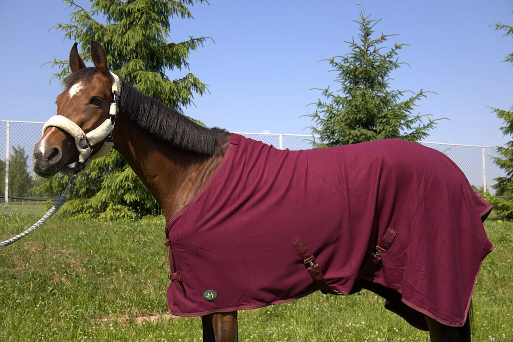 Флисовая попона Эконом бордовая HorsePlanet