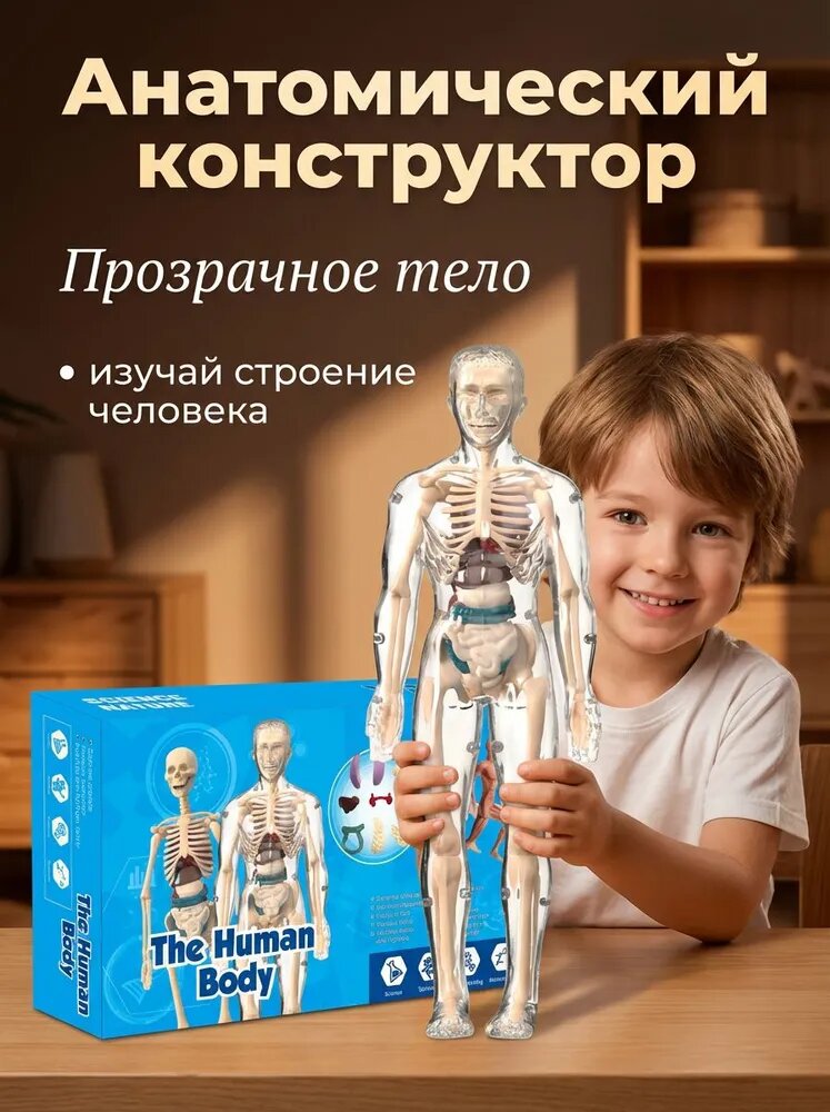 Прозрачный анатомический конструктор скелета человека для детей