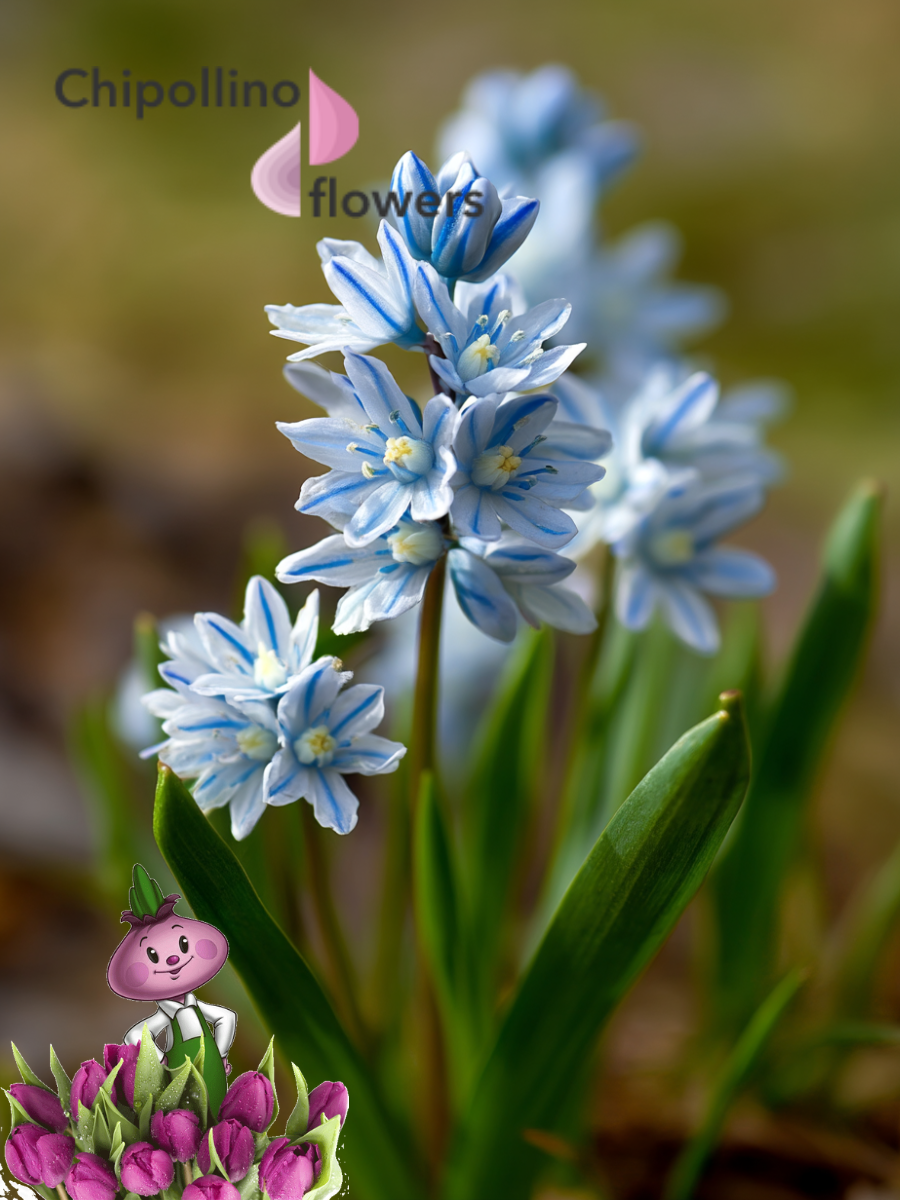 Луковицы цветов, сhipollino flowers, пушкиния LIBANOTICA (10 луковиц)