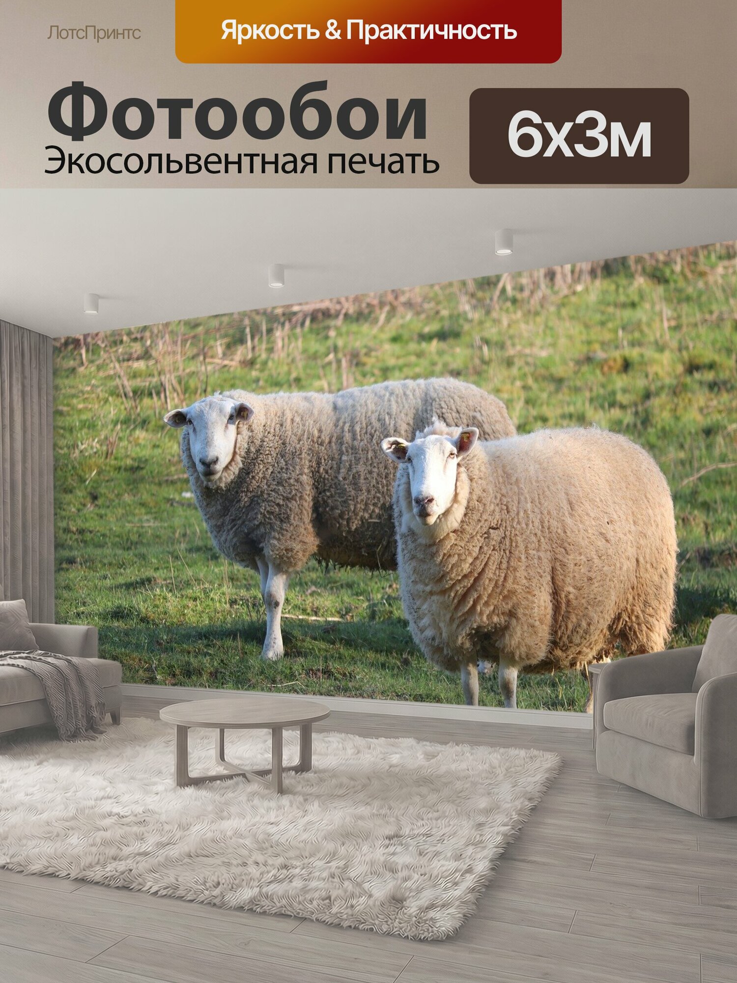 Фотообои "Овец, шерсть, пастбище" 600x300 см. экосольвентная печать