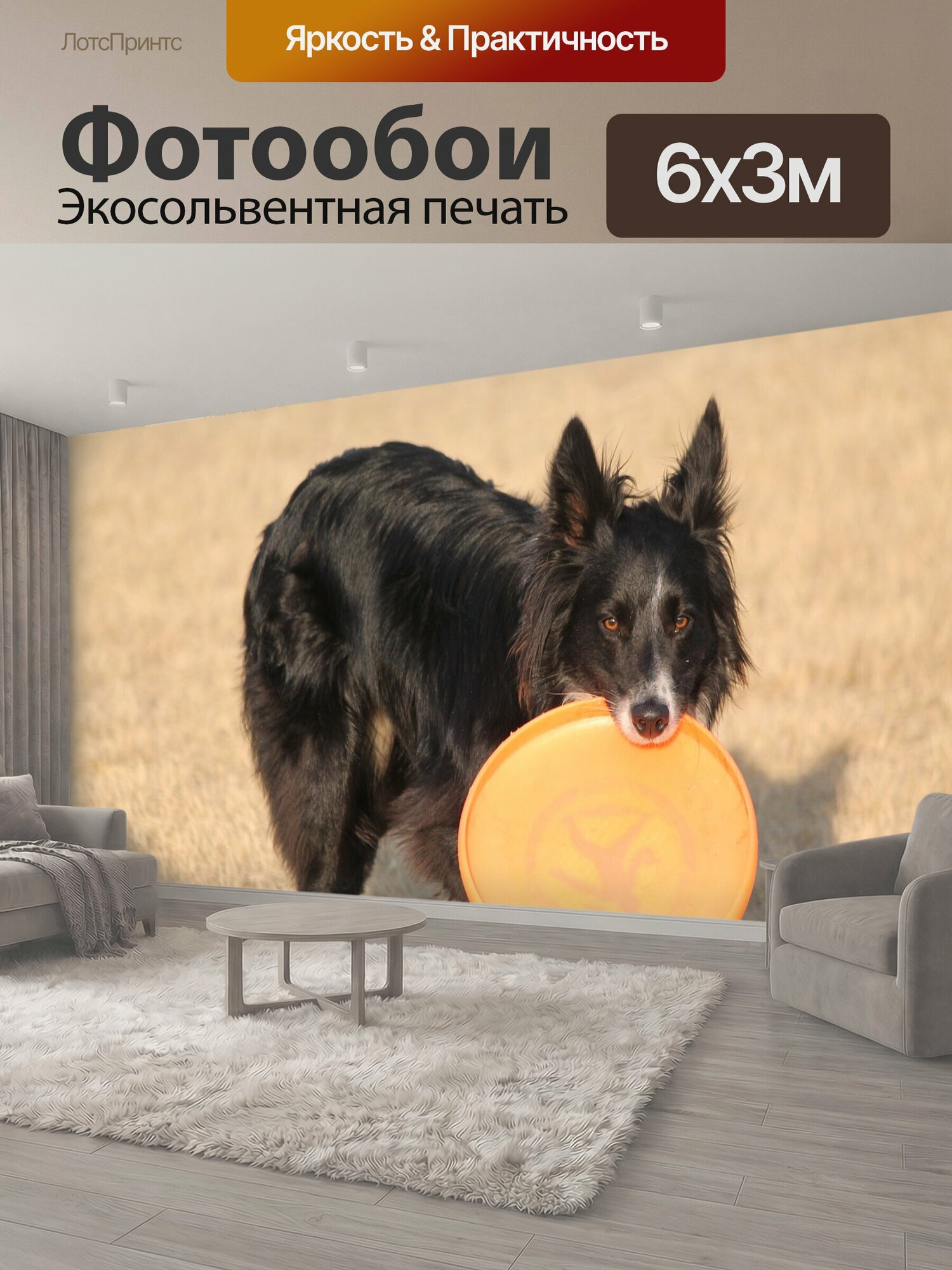 Фотообои "Собака, бордер-колли, игривый" 600x300 см. экосольвентная печать