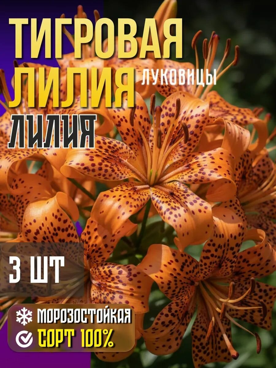 Луковицы лилии многолетние, новые популярные сорта 3 штуки