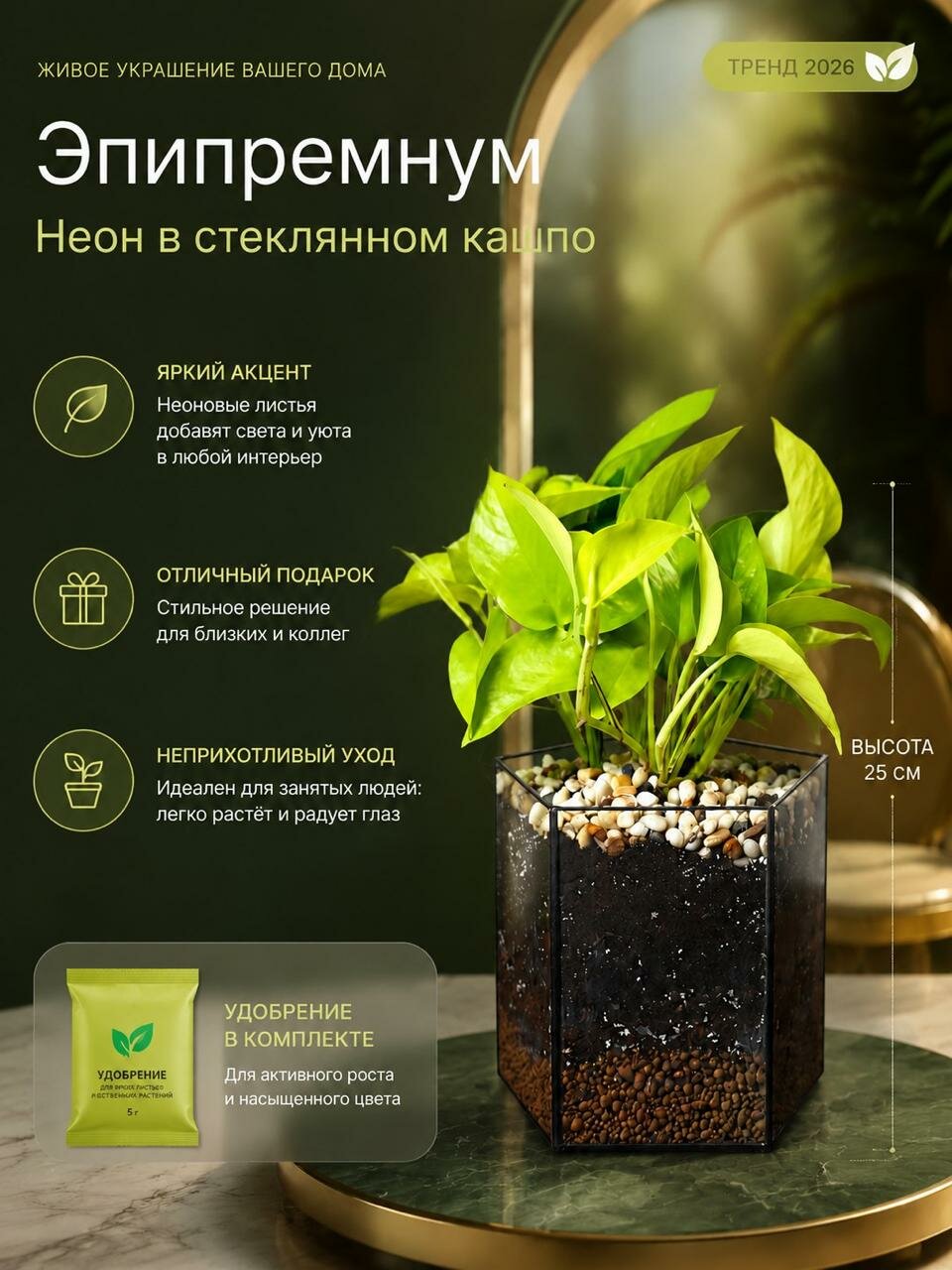Geo Glass — Эпипремнум Голден Потос Неон в стеклянном кашпо Пятиугольник, живая лиана 25-30 см для дома и офиса, подарок