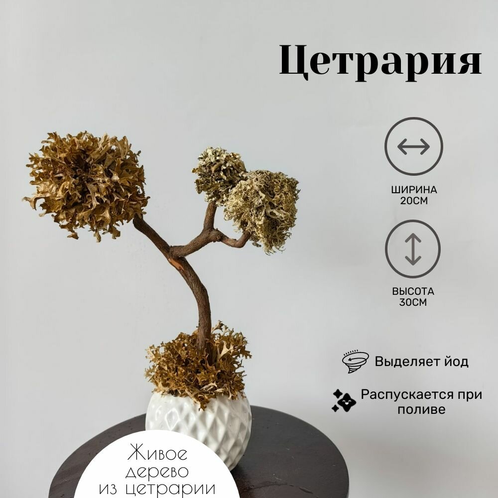 Живое дерево "Цетрария", из исландского мха, гипоаллергенно, белый, зеленый, высота 30 см