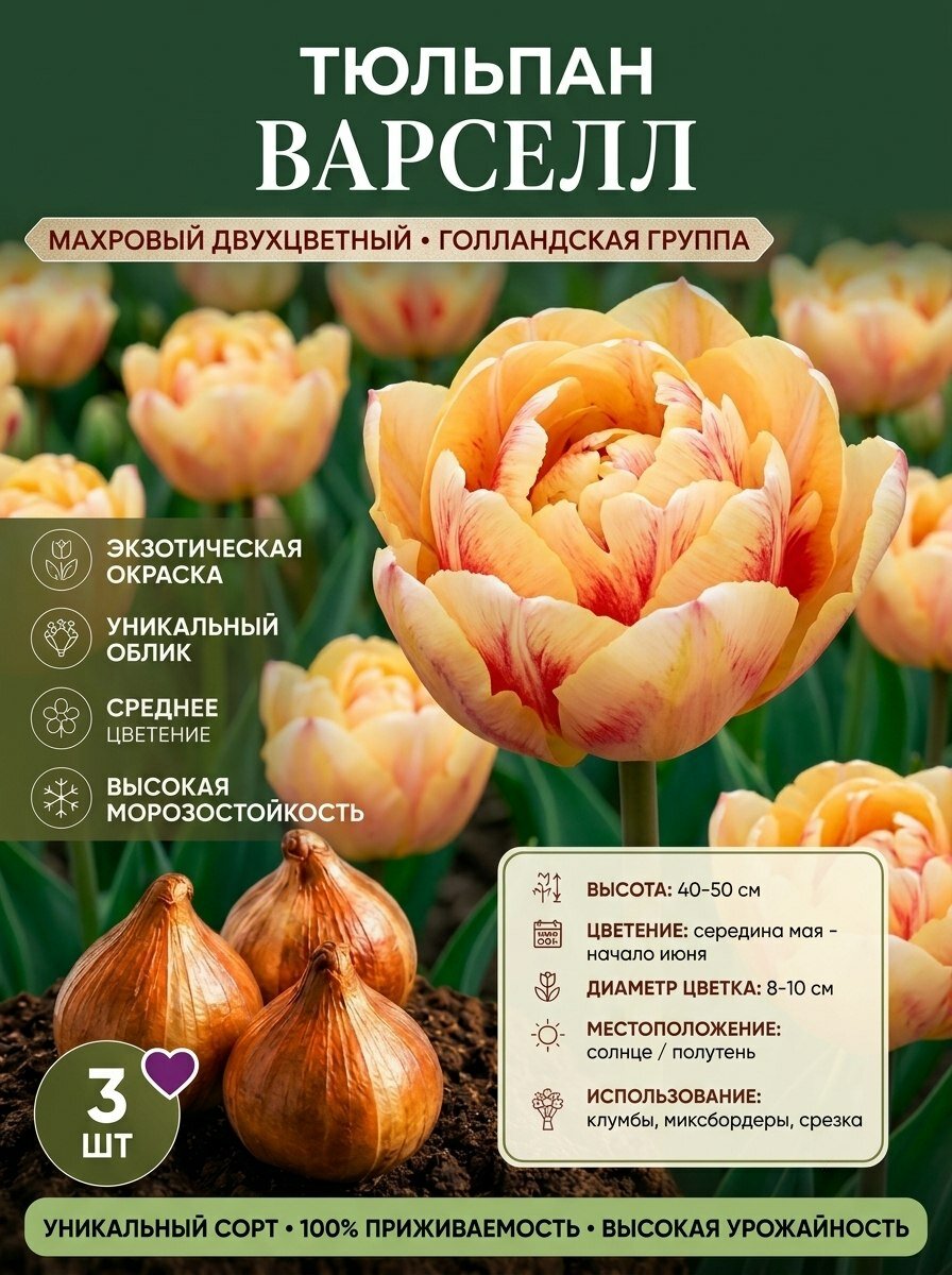 Тюльпаны луковицы Варселл 3шт