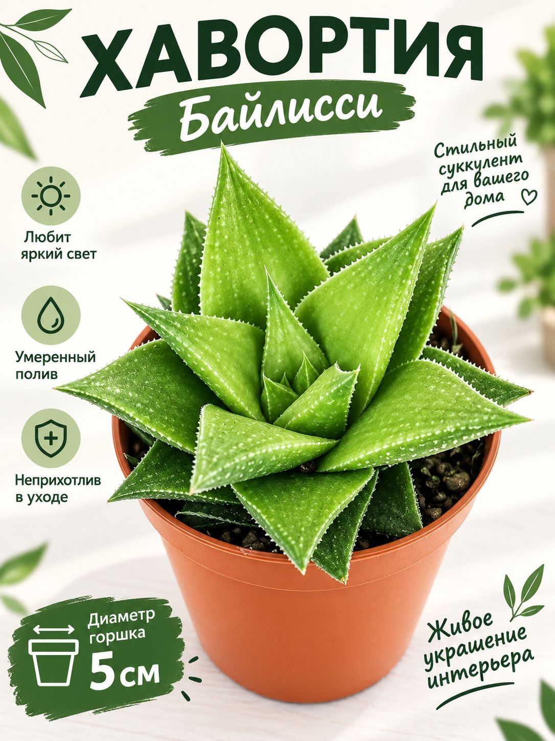 Хавортия Байлисси (Haworthia Bylissii), живое растение, D-5 живое растение