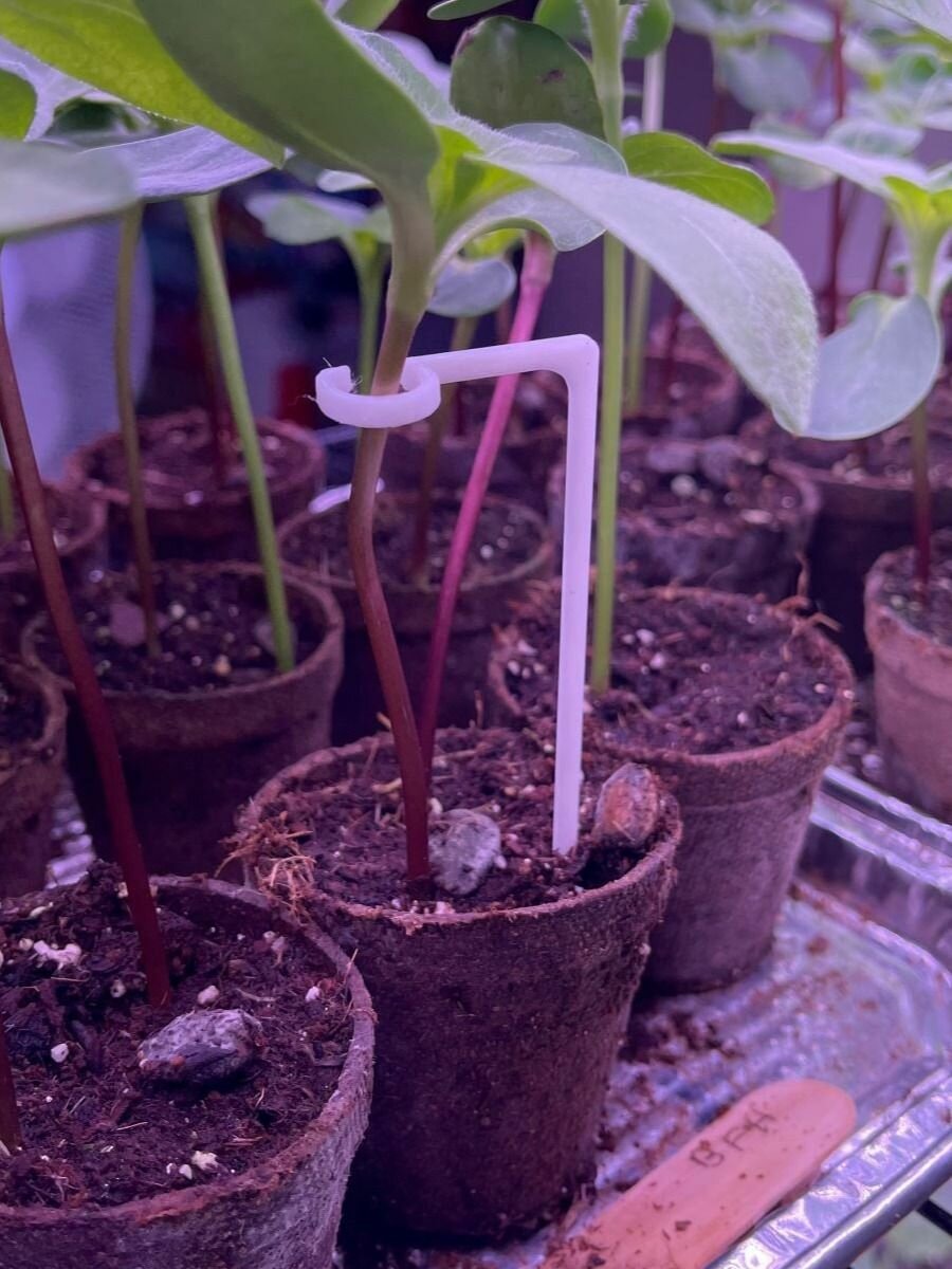 Колышки для поддержки рассады в грунте /10 штук