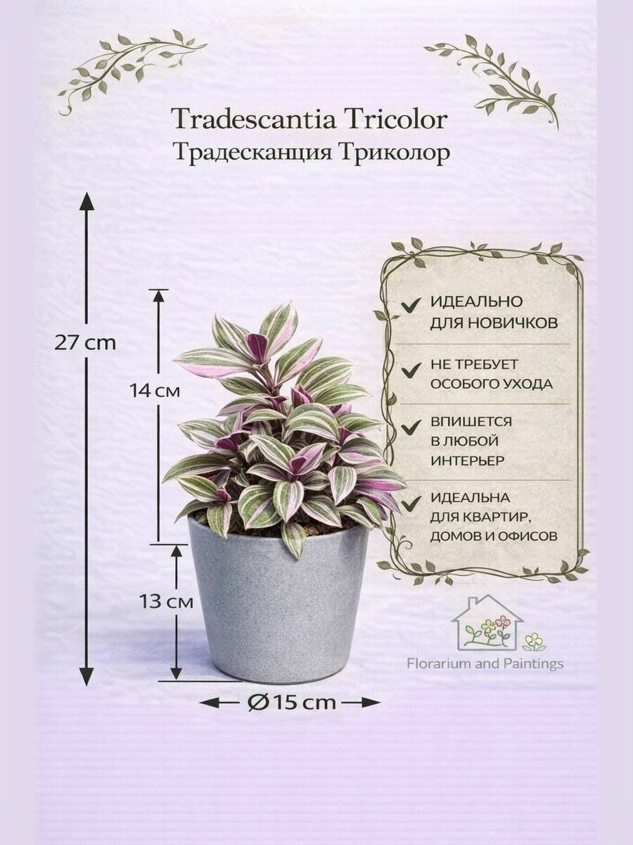 Комнатное растение традесканция триколор Tradescantia Tricolor