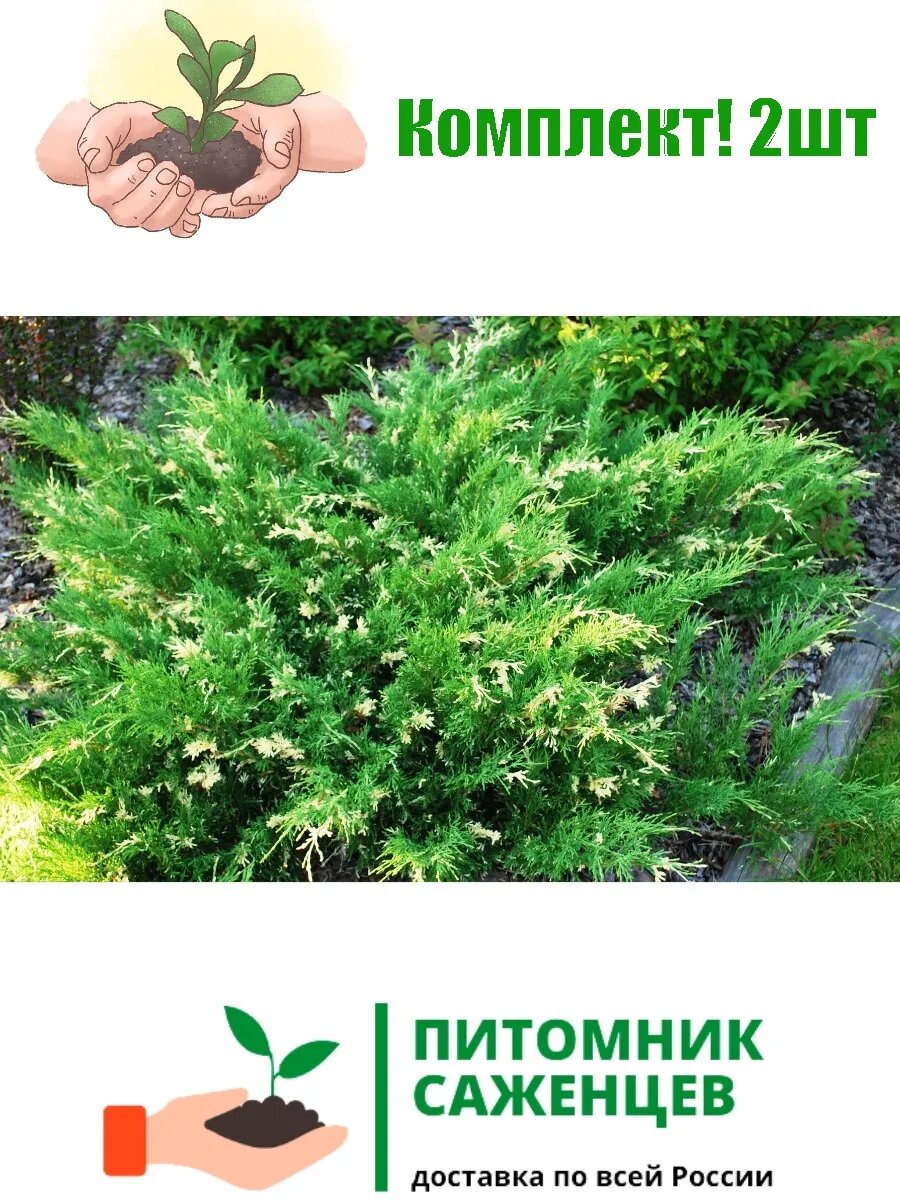 2шт Можжевельник казацкий Вариегата - Устойчивый к заболеван