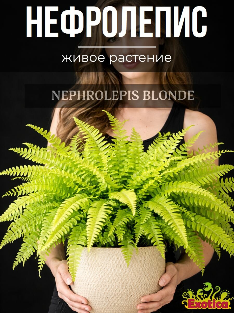Нефролепис Блонд (Nephrolepis Blonde) D12см, живой папоротник