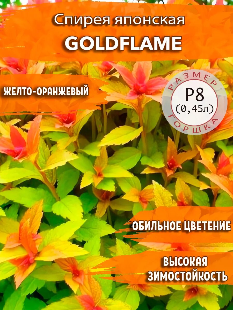 Садовые растения, спирея японская Goldflame, многолетник, высота 80см, 1 шт