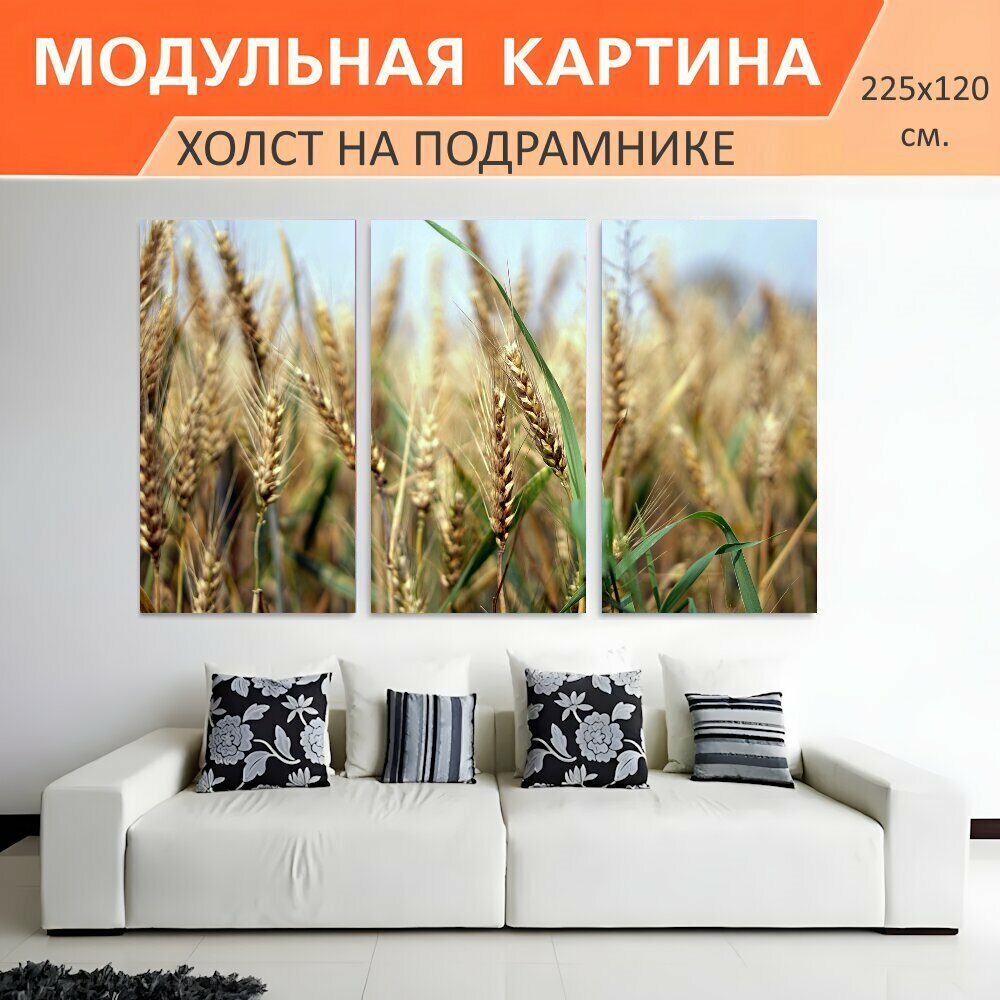 Модульная картина на холсте "Пшеница, пшеничное поле, кукурузное поле" триптих на подрамнике 225х120 см. для интерьера