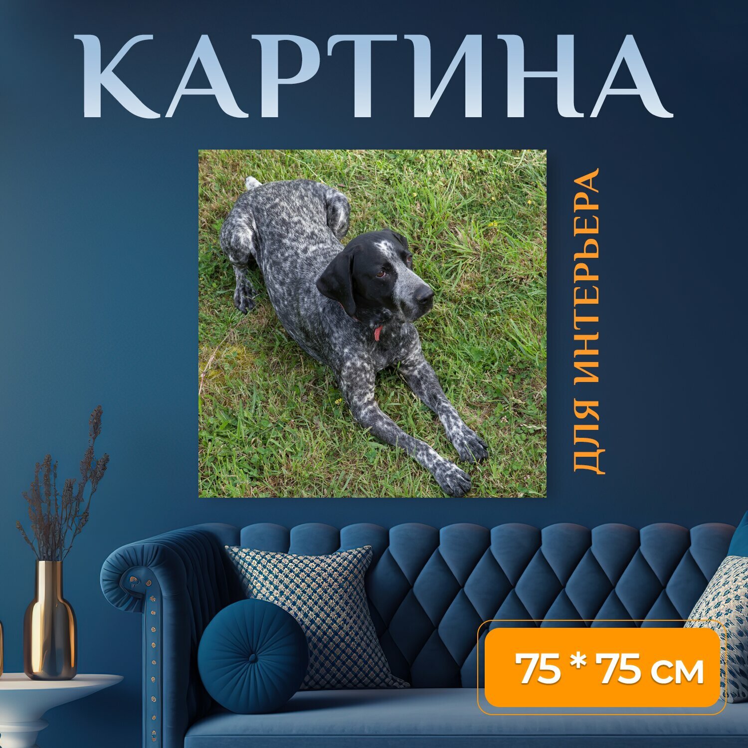 Картина на холсте "Охотничья собака, курцхаар, порода собак" на подрамнике 75х75 см. для интерьера