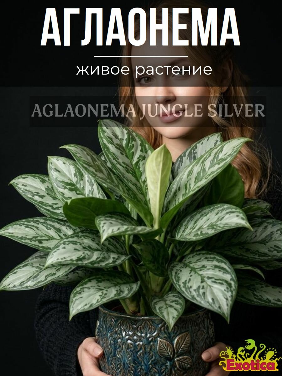 Аглаонема Джангл Сильвер (Aglaonema Jungle Silver) D12см, домашний цветок