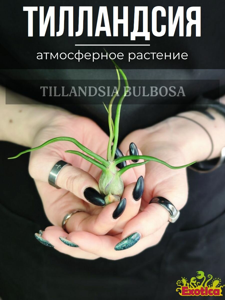 Тилландсия Бульбовидная, или Тилландсия Луковичная (Tillandsia Bulbosa), атмосферное растение
