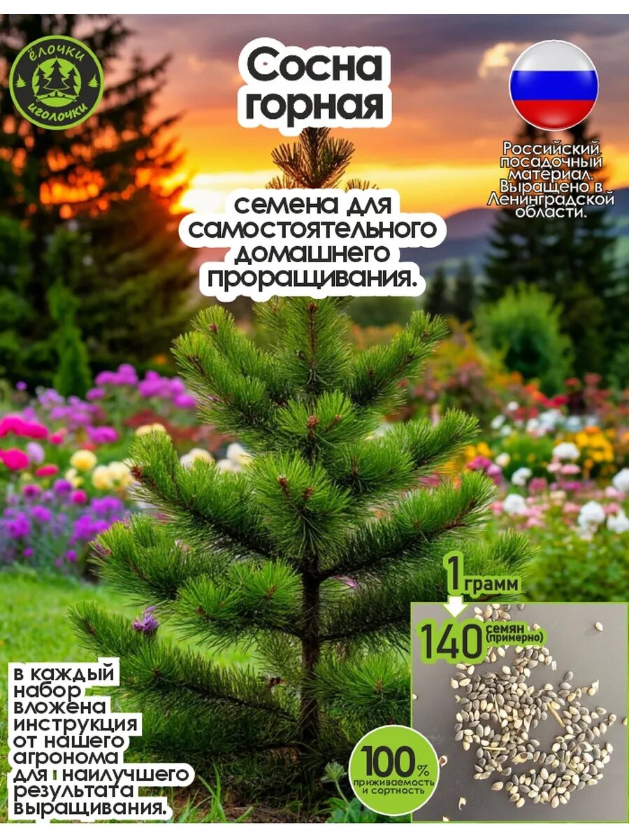 Семена, Сосны Горной, хвойный кустарник, морозостойкий, 1 грамм