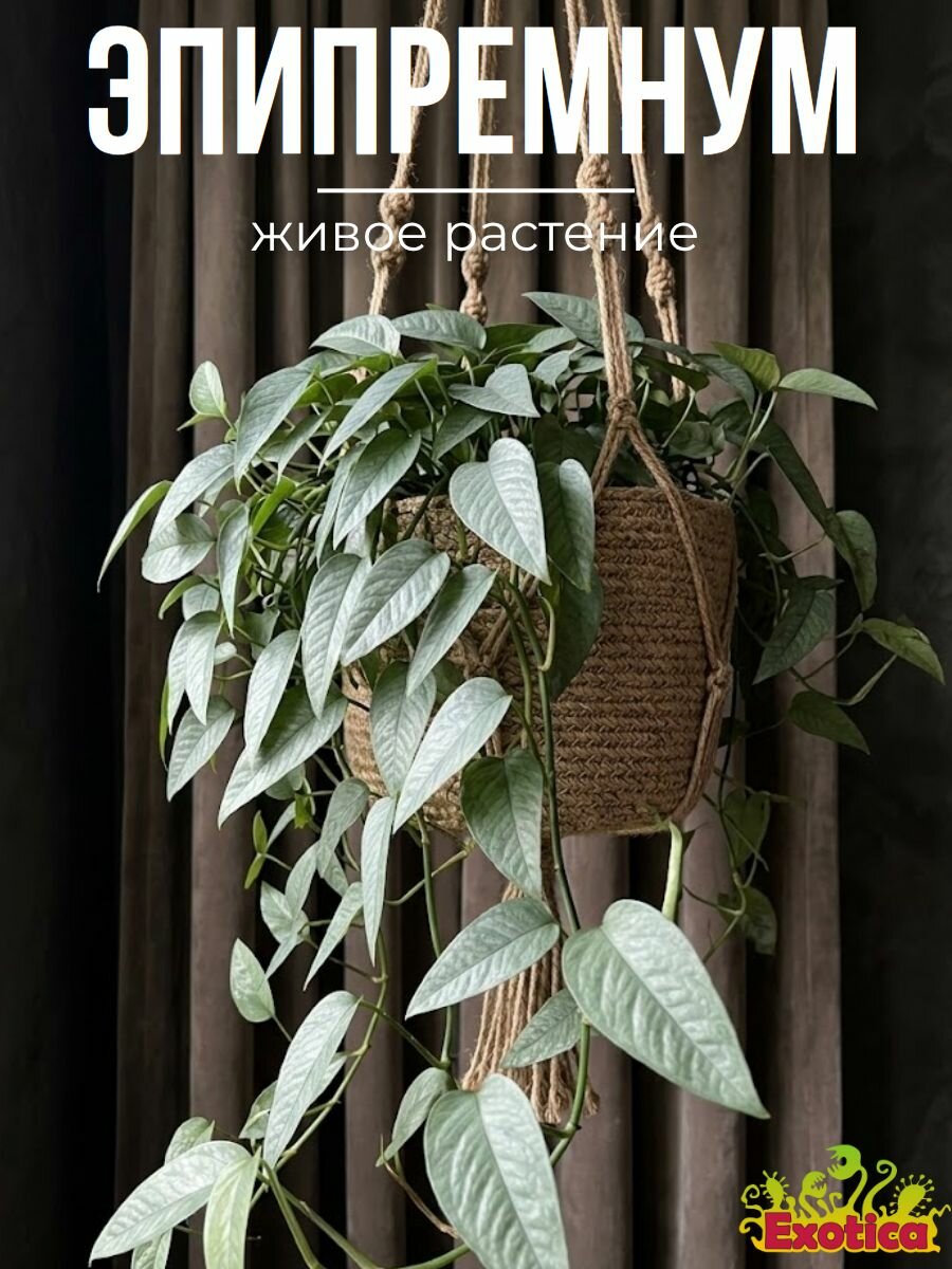 Эпипремнум Себу Блю (Epipremnum Pinnatum Cebu Blue) D12см, комнатное растение