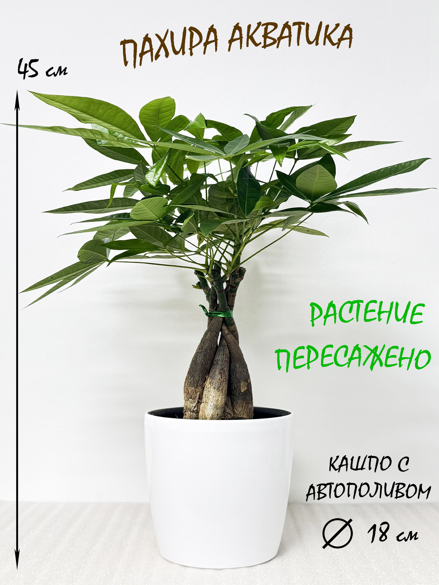 Пальма Пахира Акватика в белом кашпо с автополивом, высота 45-50см