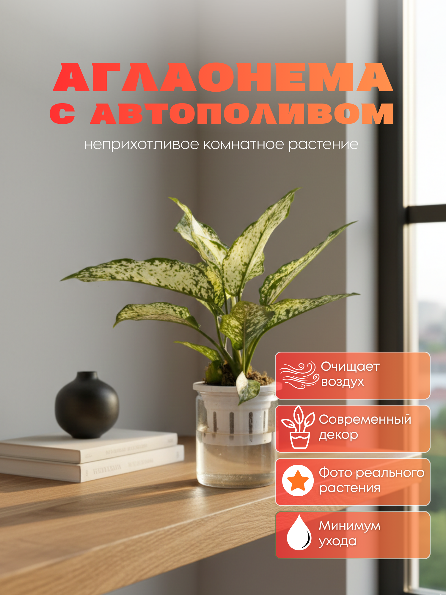 Комнатное растение Аглаонема Jadeite в горшке с автополивом, живое, Miracle Garden