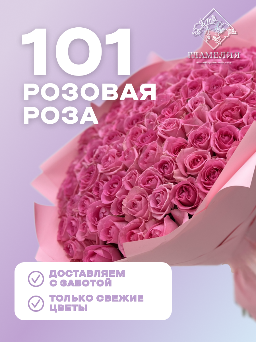 Гламелия цветы Нежная Симфония: монобукет из 101 розы Revival в розовой упаковке – купить свежие цветы с доставкой в Москве