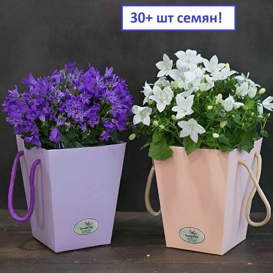 Кампанула Жених и Невеста, микс сортов, семена 30+ шт