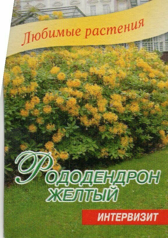 Рододендрон Жёлтый семена