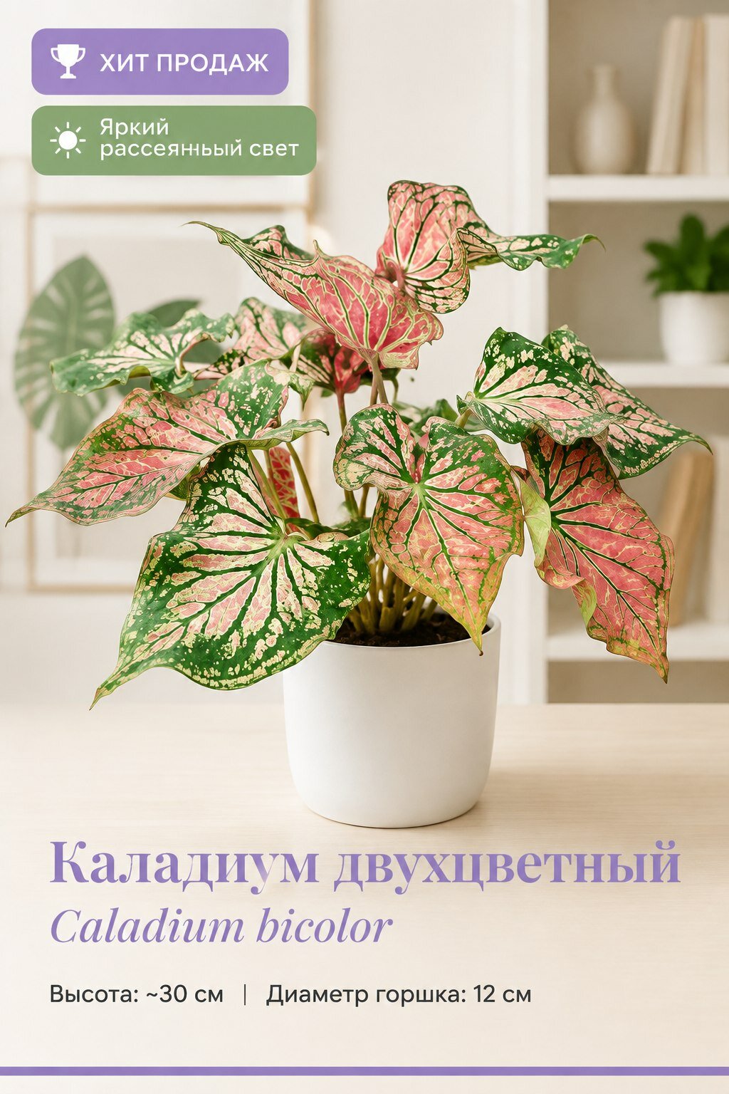 Каладиум двухцветный (Caladium bicolor), комнатное растение в горшке