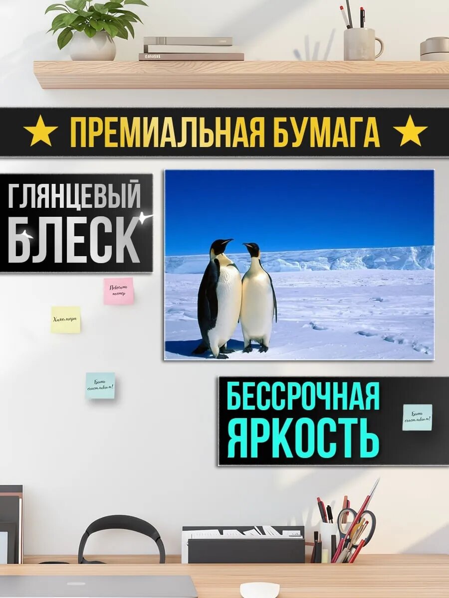 Плакат постер Два пингвина — фото 1