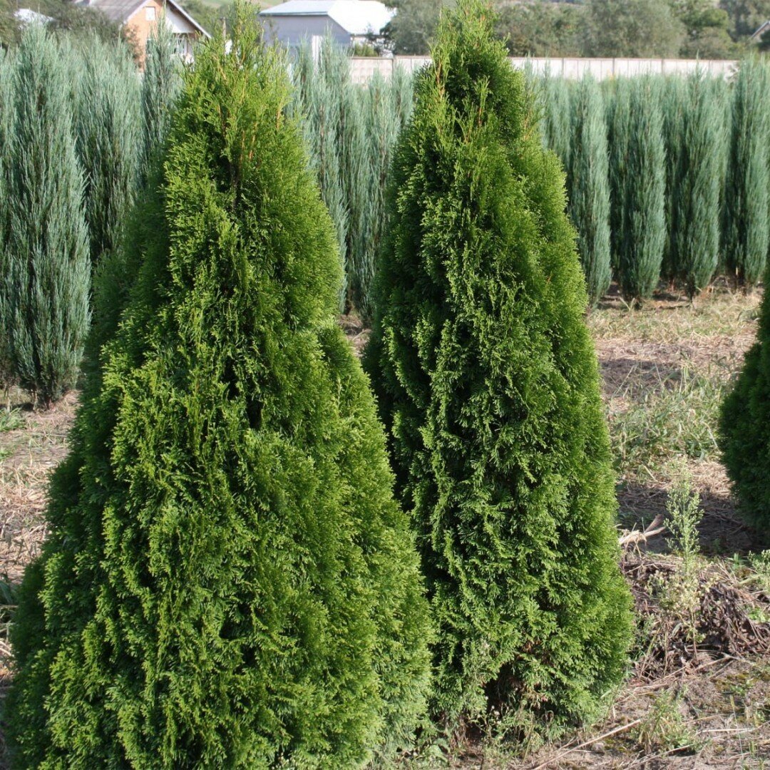 Туя западная Холмструп (Holmstrup), 60-80, С10