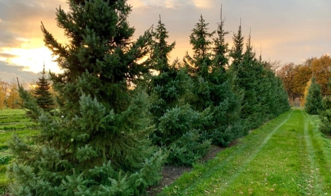 Ель сербская (Picea omorika) - 140-160, Контейнер: С90