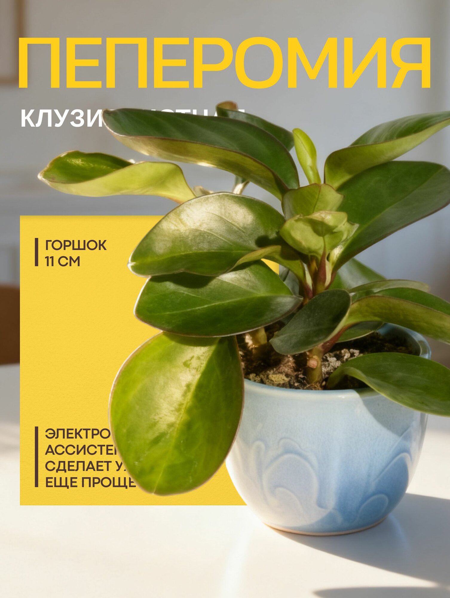Пеперомия Клузиелистная живое комнатное растение