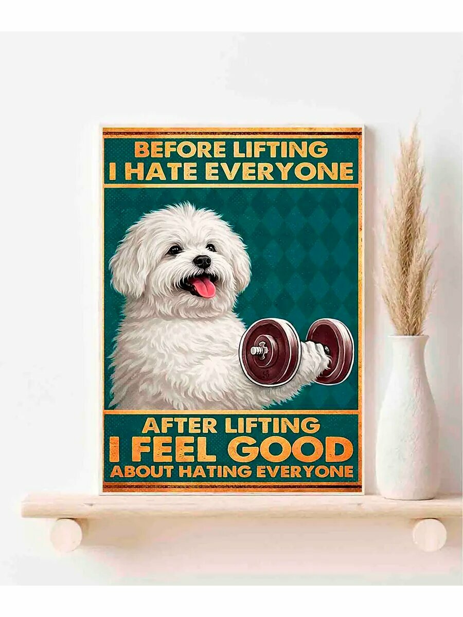 Котон-де-тулеар, Before After Lifting, Плакат 30x42см