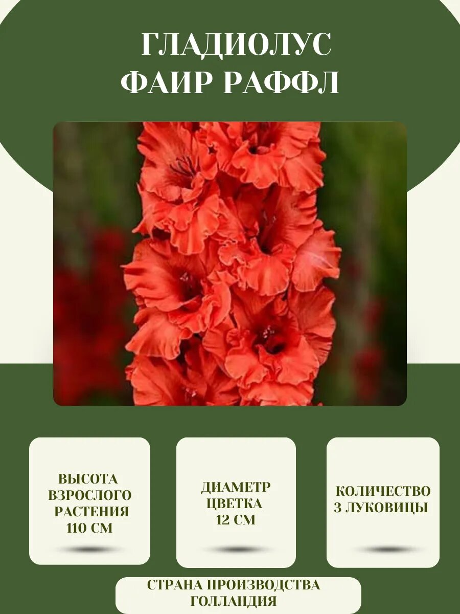 Гладиолус крупноцветковый /Луковицы гладиолуса