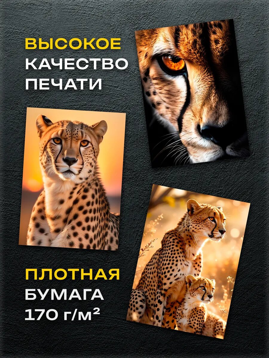 Постеры на стену Гепард — фото 1