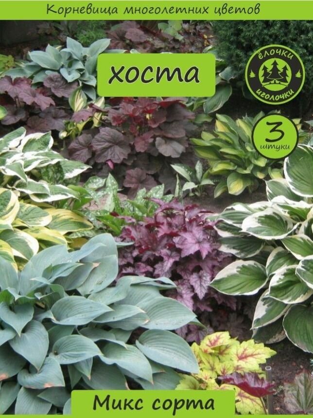 Хоста Корневище, Микс сортов, 3шт.