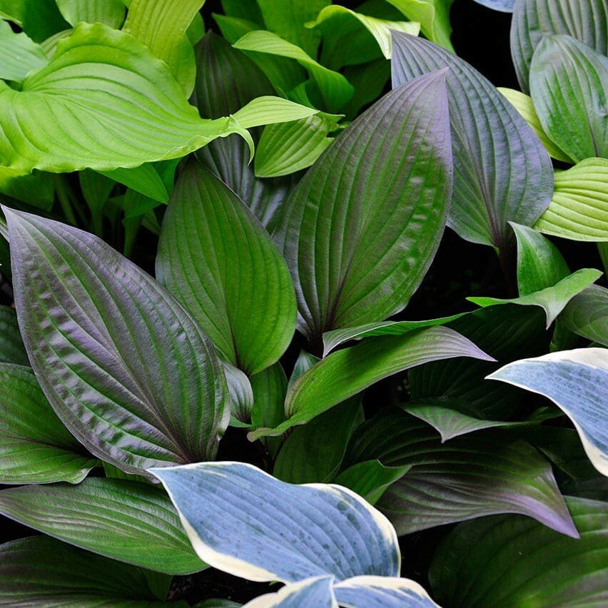 Хоста Фирст Блаш (1 корневище в пакете с торфом), Нидерланды