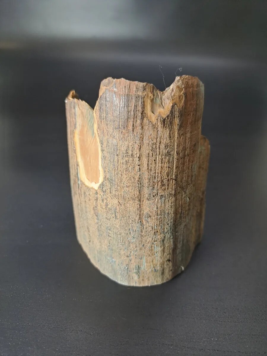 Бивень мамонта для коллекции и поделок