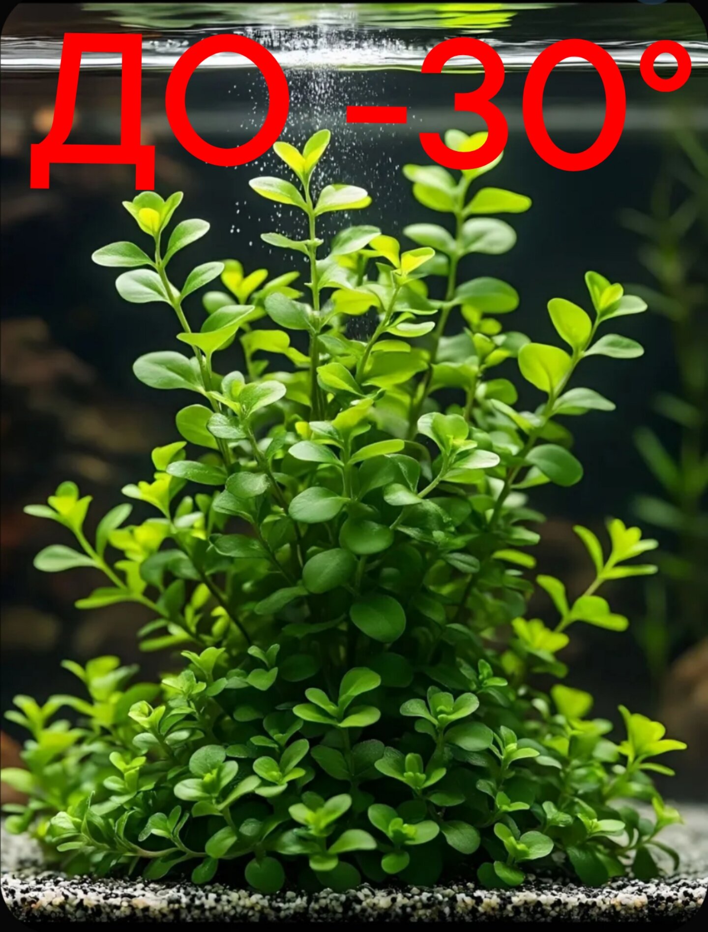 Бакопа Монье. 1 ветка. Живое аквариумное растение